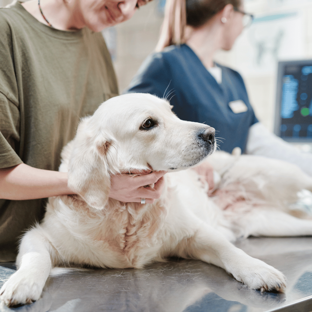 Neurological Signs in Dogs: What to Watch For | Pieper Vet
