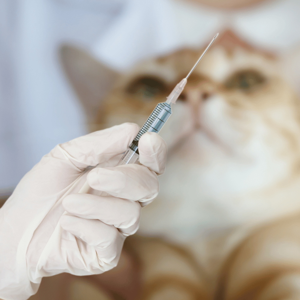 Rabies Vaccines for Indoor Cats | Cat Wellness Exam & Safety
