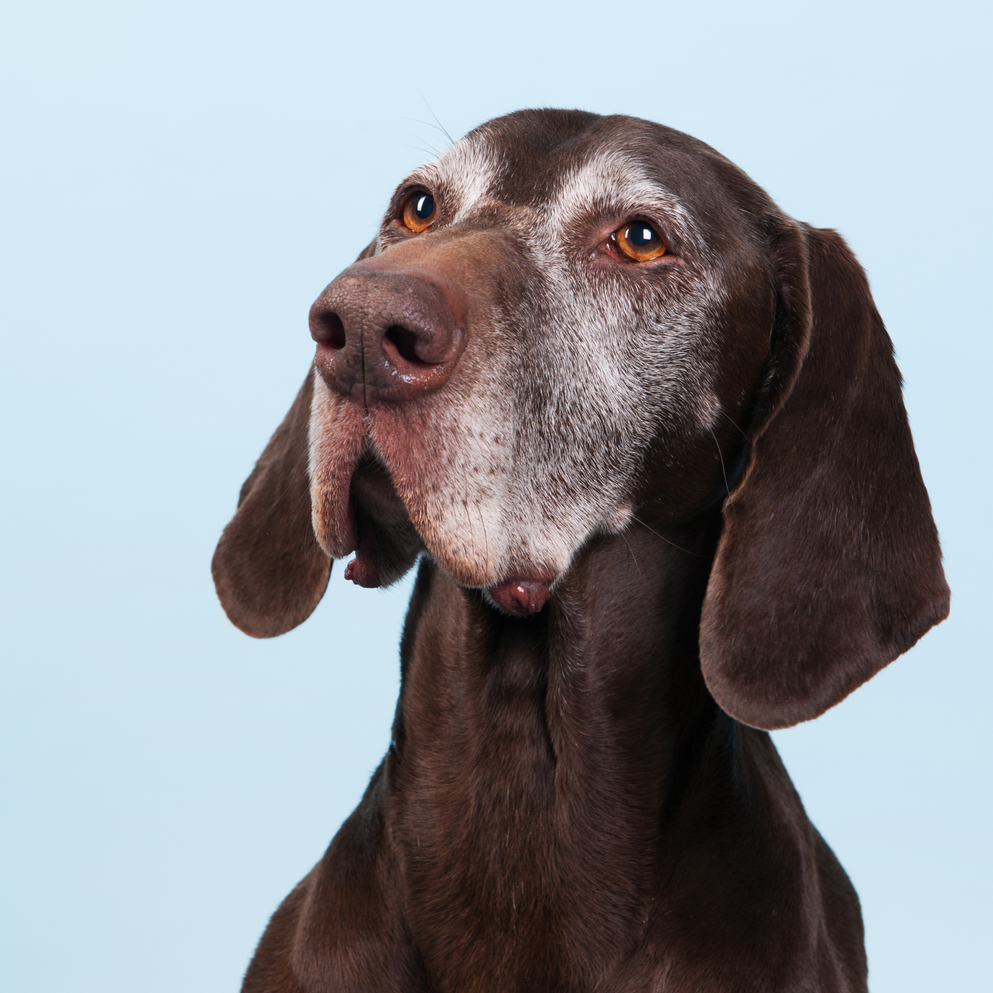 Help Dogs Live Longer, Healthier Lives: Join the TRIAD Clinical Trial